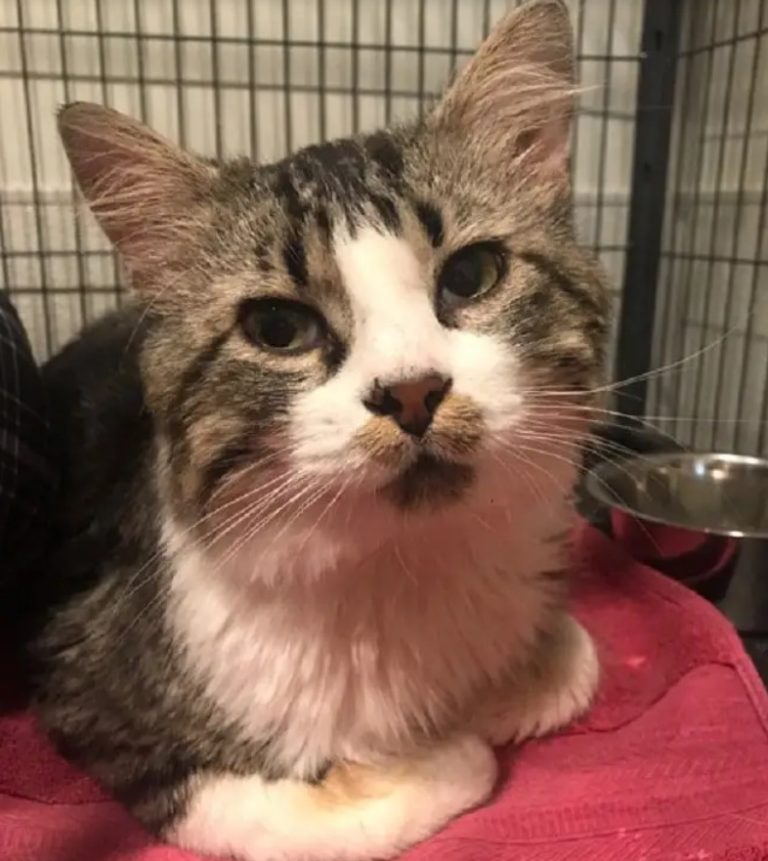 The three legged cat was adopted by a kind lady